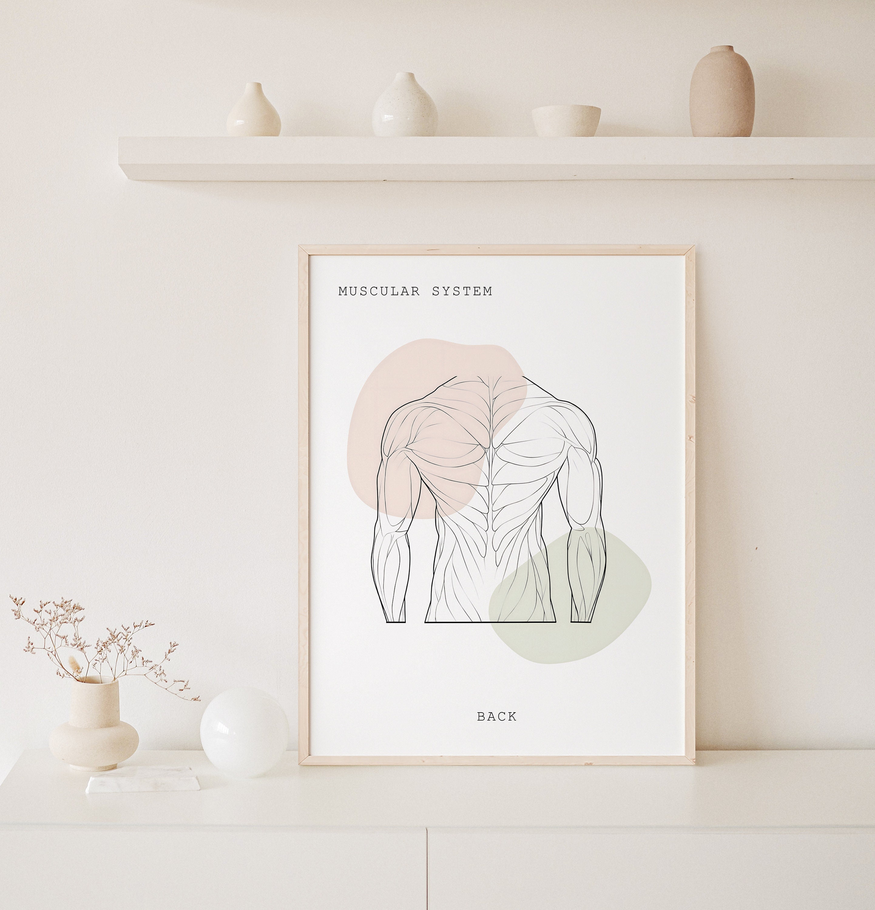 Back Anatomy, Anatomy Printable, Anatomy Line Art, Medical Art, Clinic ...