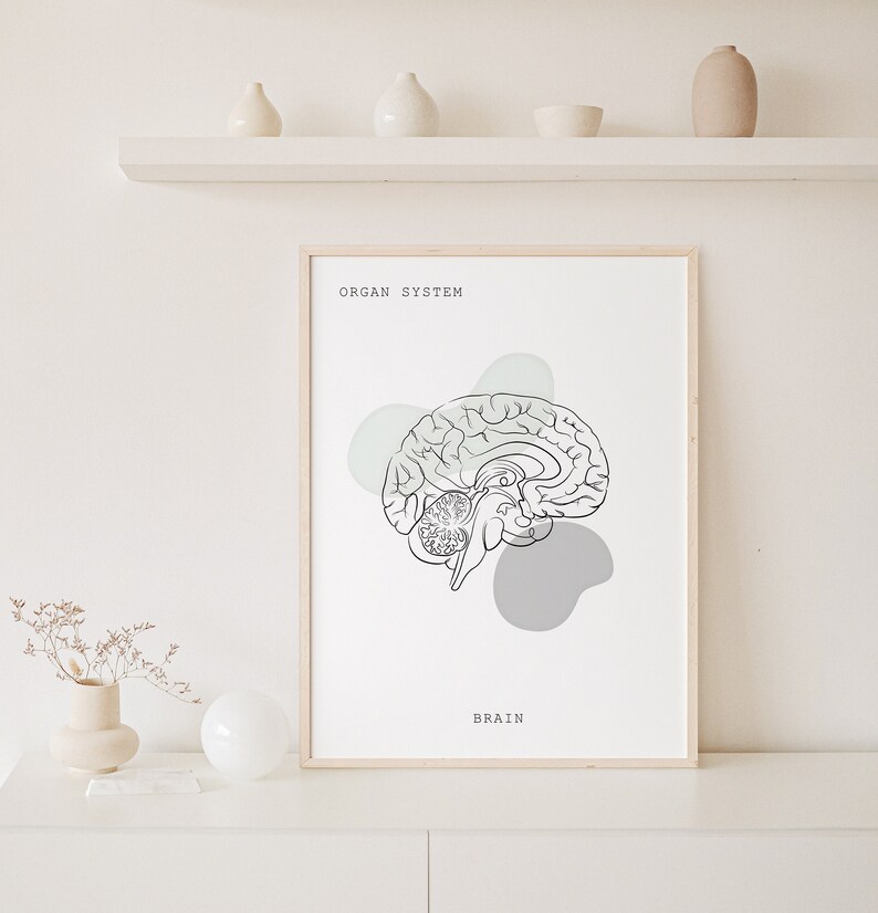 Brain Anatomy, Anatomy, Anatomy Printable, Anatomy Line Art, Medical ...