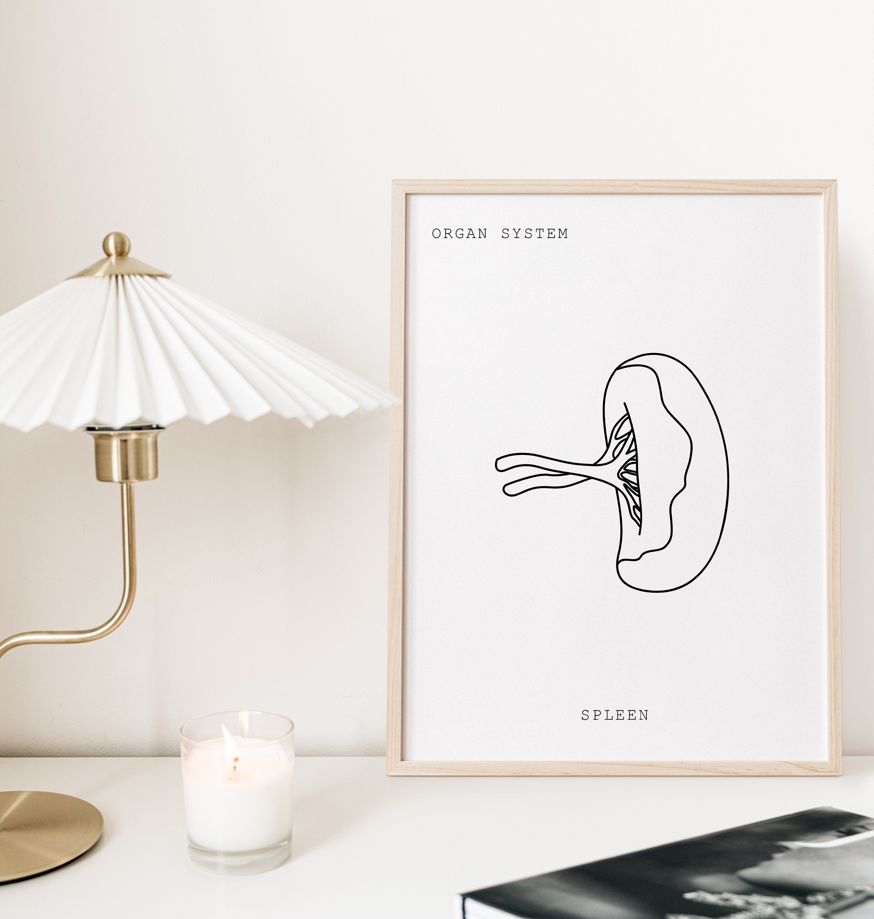 Spleen Anatomy, Anatomy, Anatomy Printable, Anatomy Line Art, Medical ...