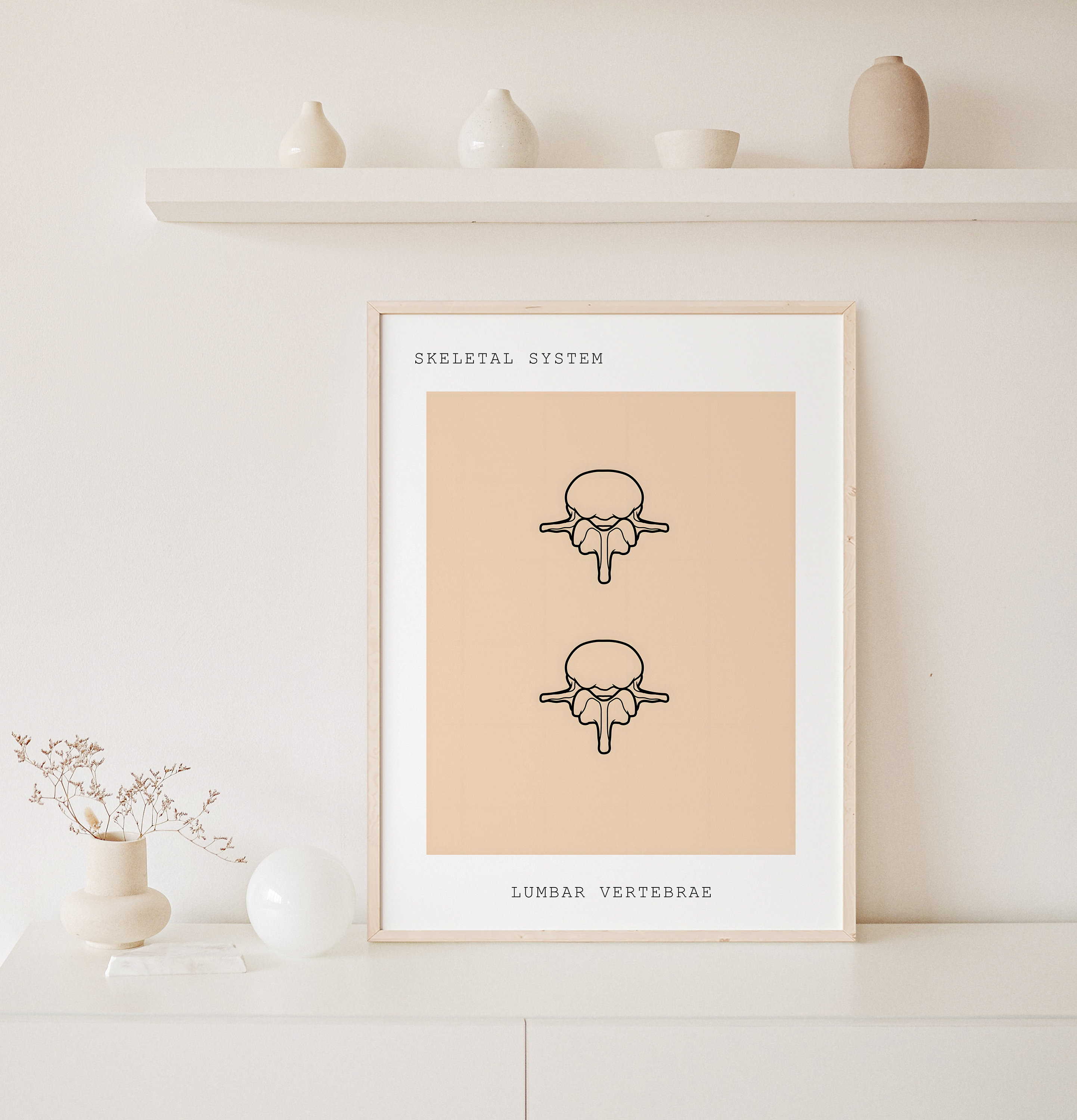 Lumbar Vertebrae Anatomy, Anatomy, Anatomy Printable, Anatomy Line Art ...