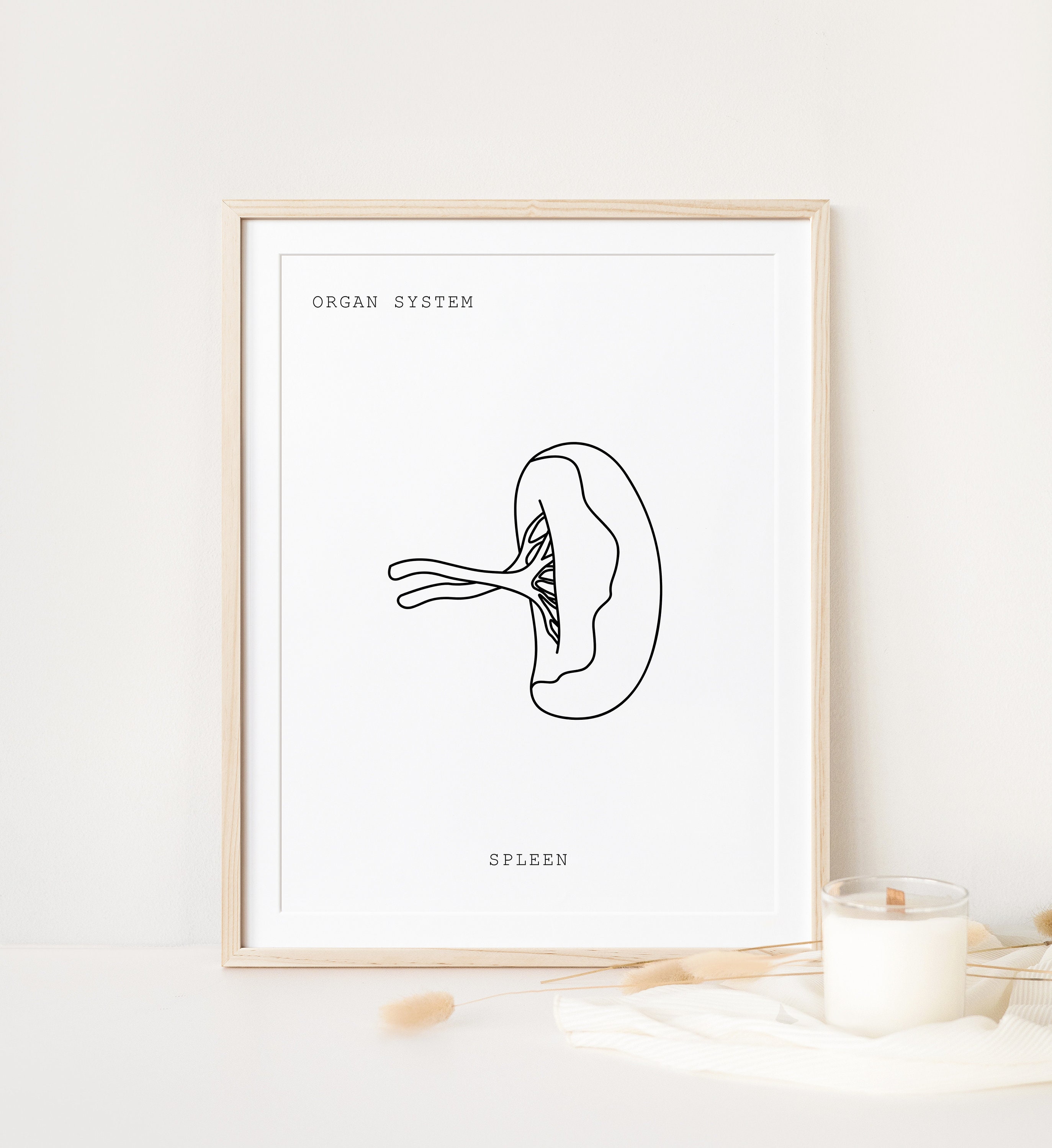 Spleen Anatomy, Anatomy, Anatomy Printable, Anatomy Line Art, Medical ...