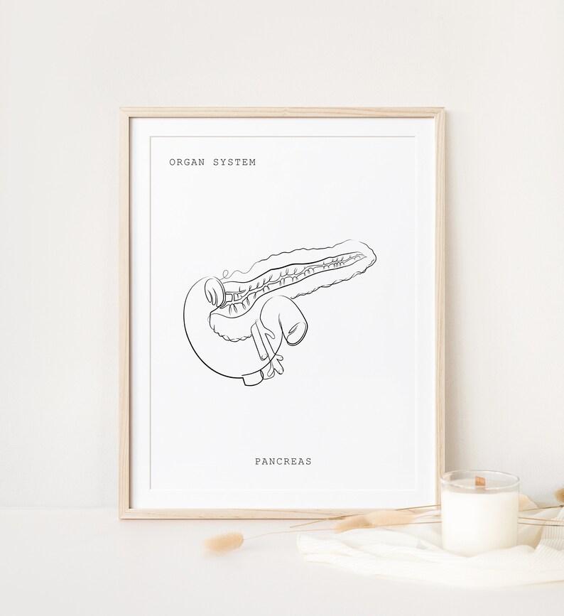 Pancreas Anatomy, Anatomy, Anatomy Printable, Anatomy Line Art, Medical ...