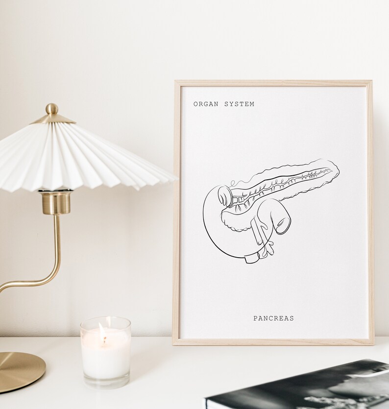 Pancreas Anatomy, Anatomy, Anatomy Printable, Anatomy Line Art, Medical ...