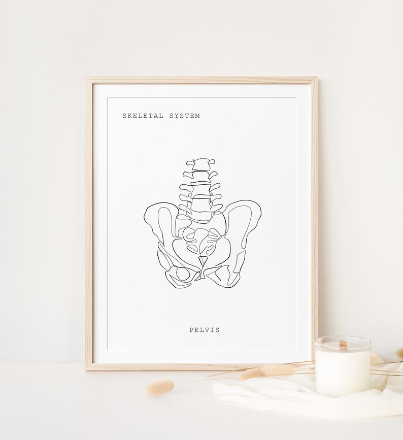 Pelvis Anatomy, Anatomy, Anatomy Printable, Anatomy Line Art, Medical ...