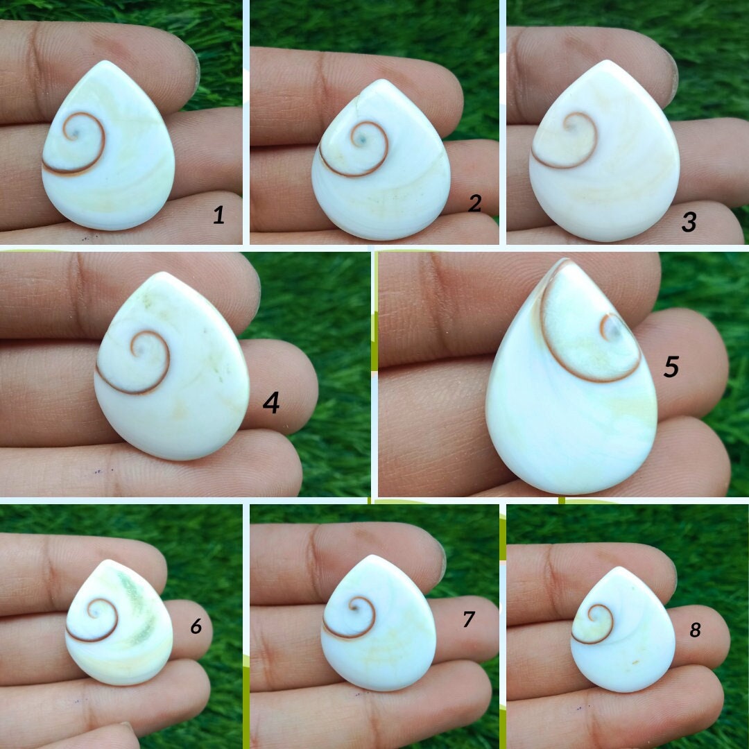 Pear Shiva Eye Shell Gemstone, Loose Shiva Eye Shell, Natural Shiva Eye ...