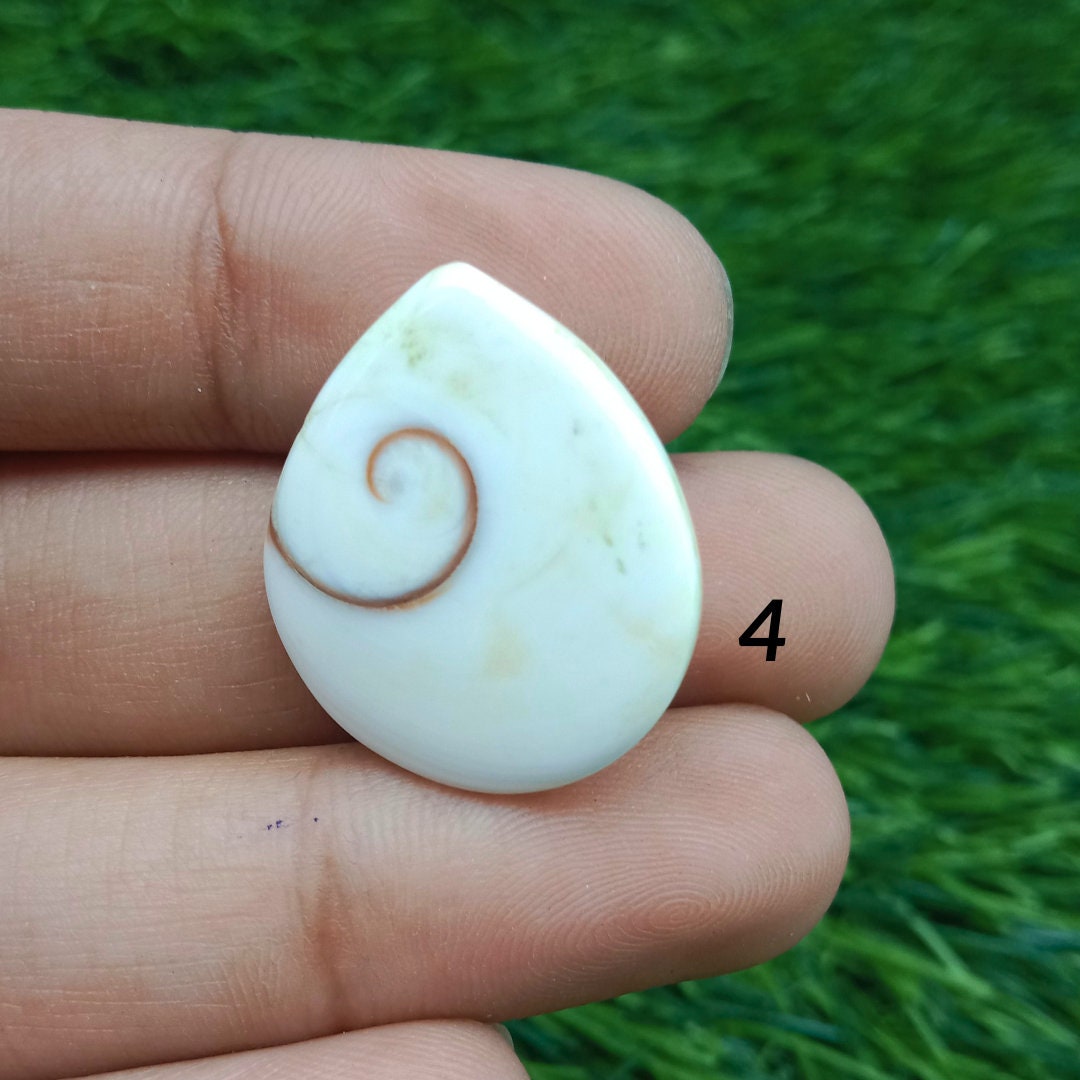 Pear Shiva Eye Shell Gemstone, Loose Shiva Eye Shell, Natural Shiva Eye ...