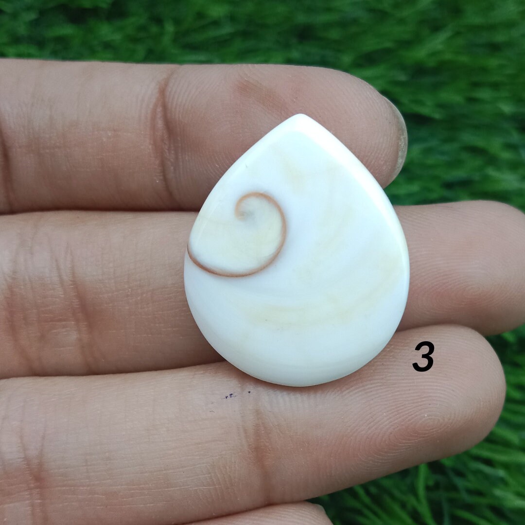 Pear Shiva Eye Shell Gemstone, Loose Shiva Eye Shell, Natural Shiva Eye ...