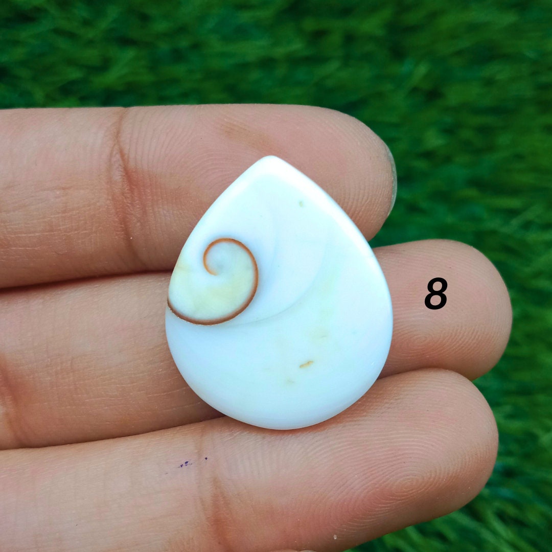 Pear Shiva Eye Shell Gemstone, Loose Shiva Eye Shell, Natural Shiva Eye ...