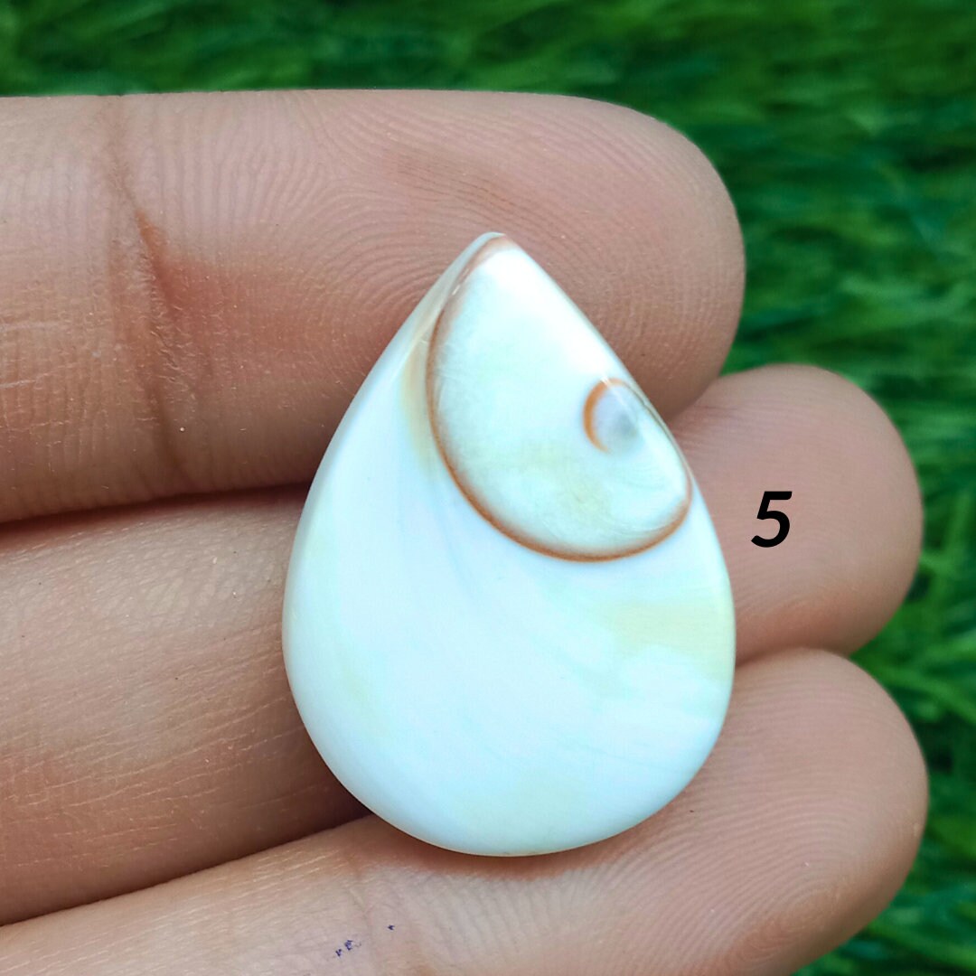 Pear Shiva Eye Shell Gemstone, Loose Shiva Eye Shell, Natural Shiva Eye ...