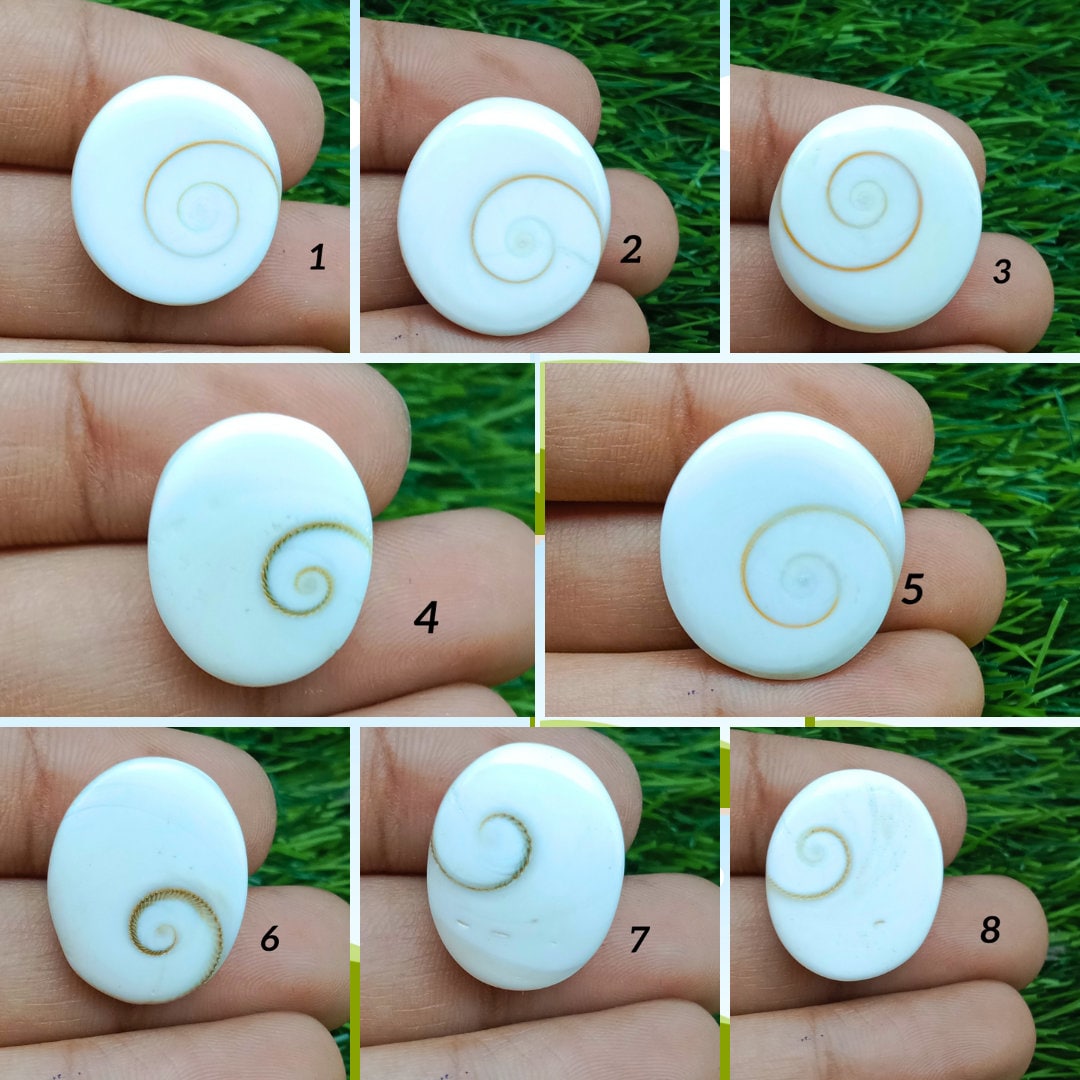 Shiva Eye Shell Cabochon Natural Shiva Eye Gemstone High - Etsy