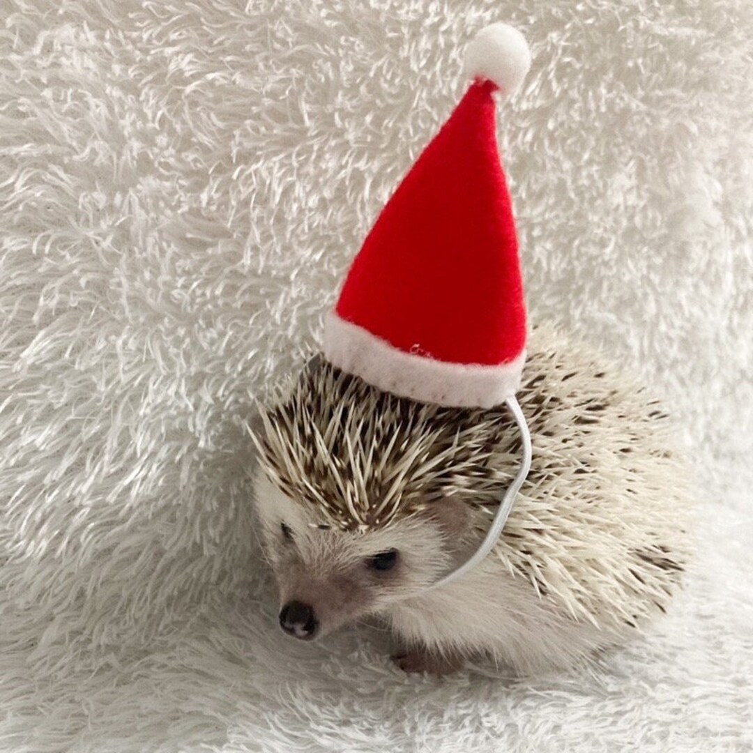 Hedgehog Hats Christmas Set - Etsy