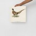 The Pheasant - Etsy