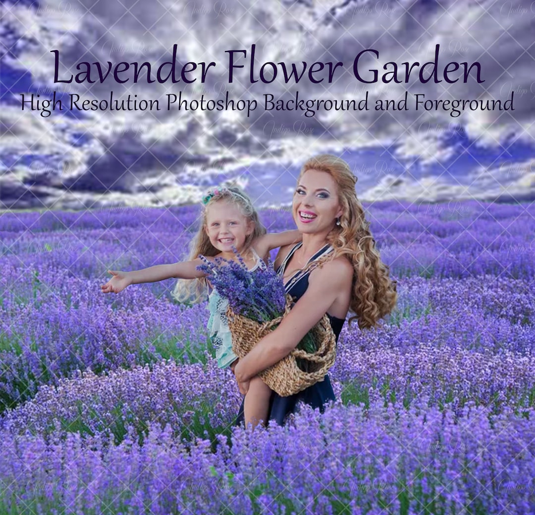 Lavender Field Background, Spring Background, Summer Background, Flower ...