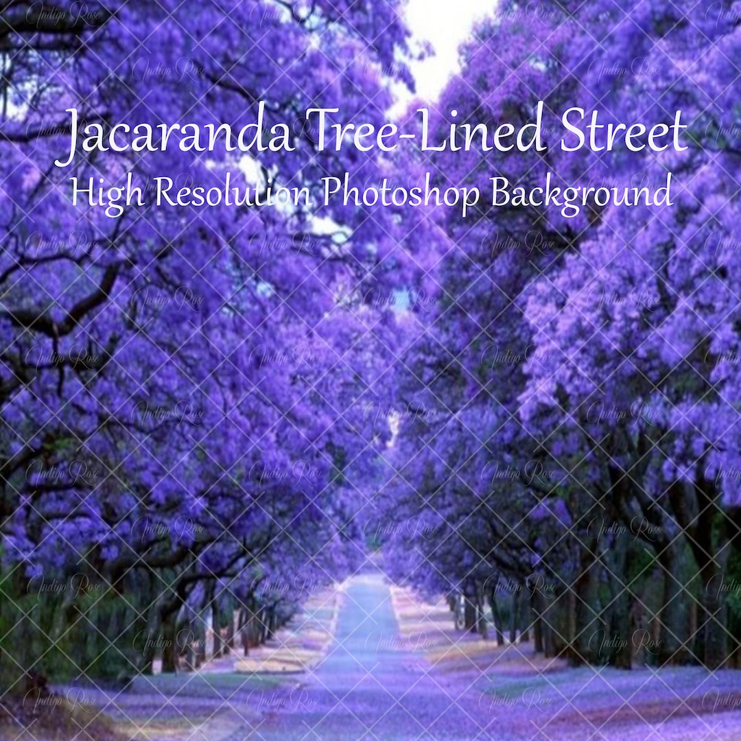 Jacaranda Tree-lined Street Background, Spring Background, Summer ...