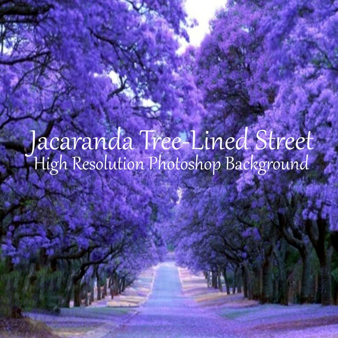 Jacaranda Tree-lined Street Background Spring Background - Etsy