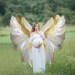 Gilded Fairy Wing Overlays, Angel Wing Overlays, Photoshop Overlays ...