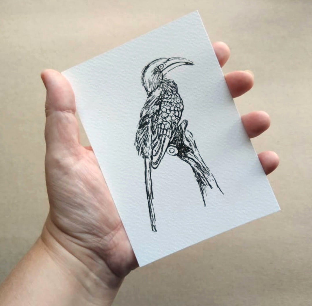 Hand Drawn Hornbill ACEO Original Art Pen Ink Drawing Watercolor Paper ...