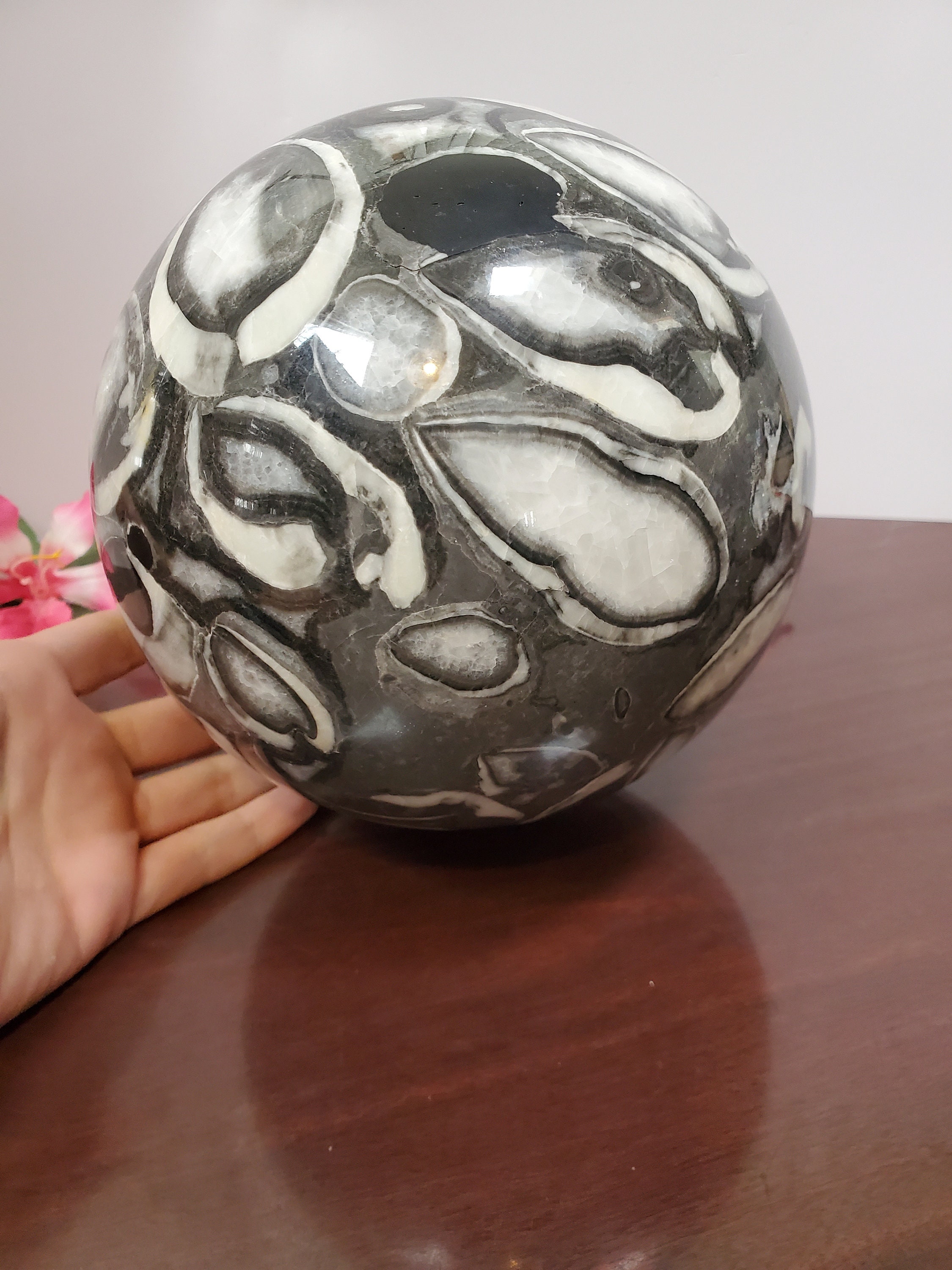 Huge 15lb Miracle Stone Aka Shell Stone Crystal Sphere - Etsy