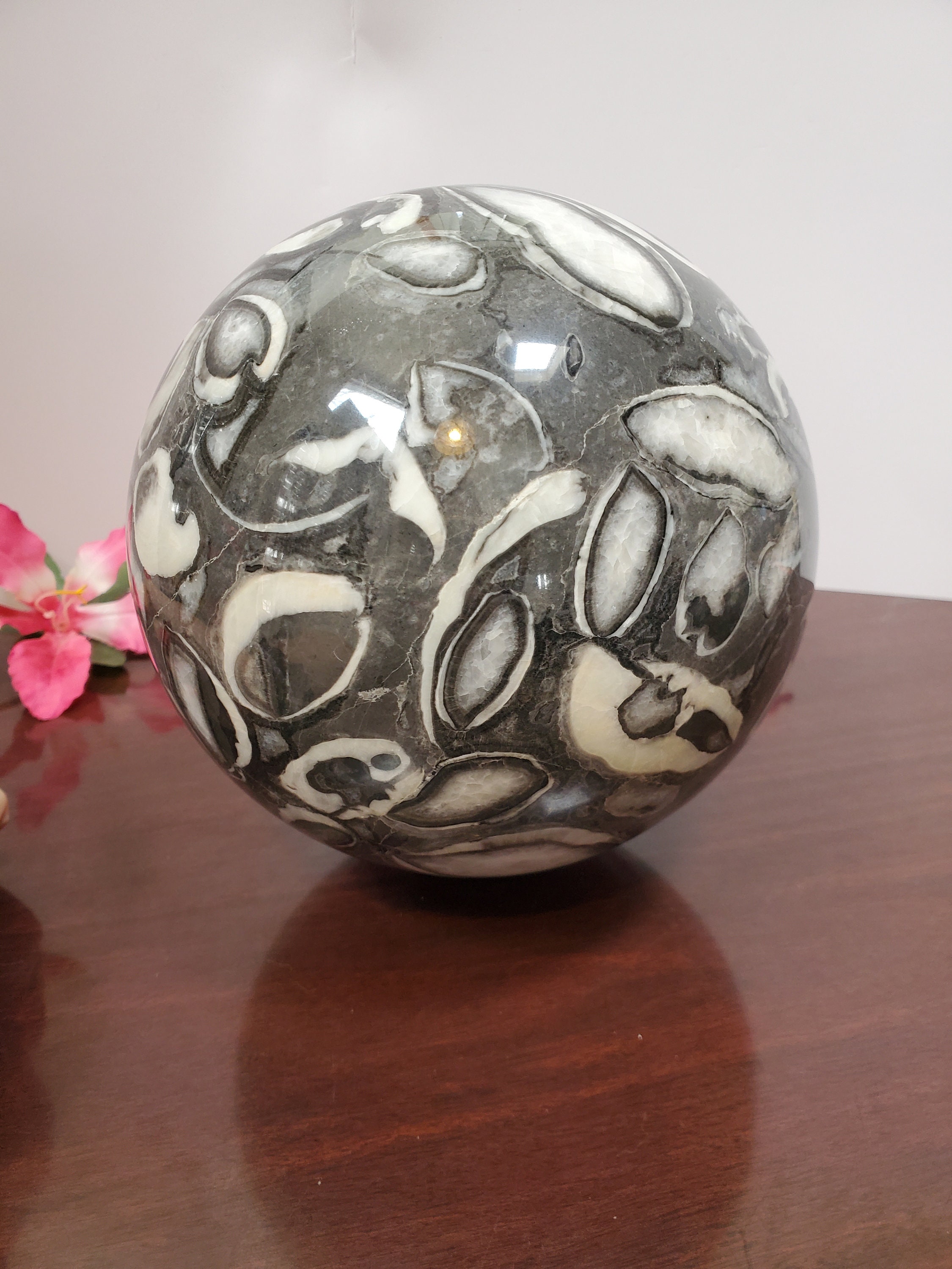 Huge 15lb Miracle Stone Aka Shell Stone Crystal Sphere - Etsy