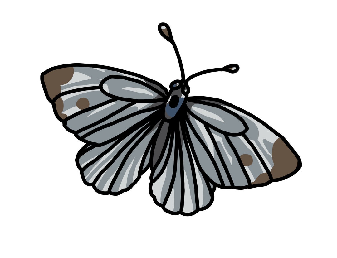 Imágenes prediseñadas de mariposa. Blanco, azul, insecto gris, insecto ...