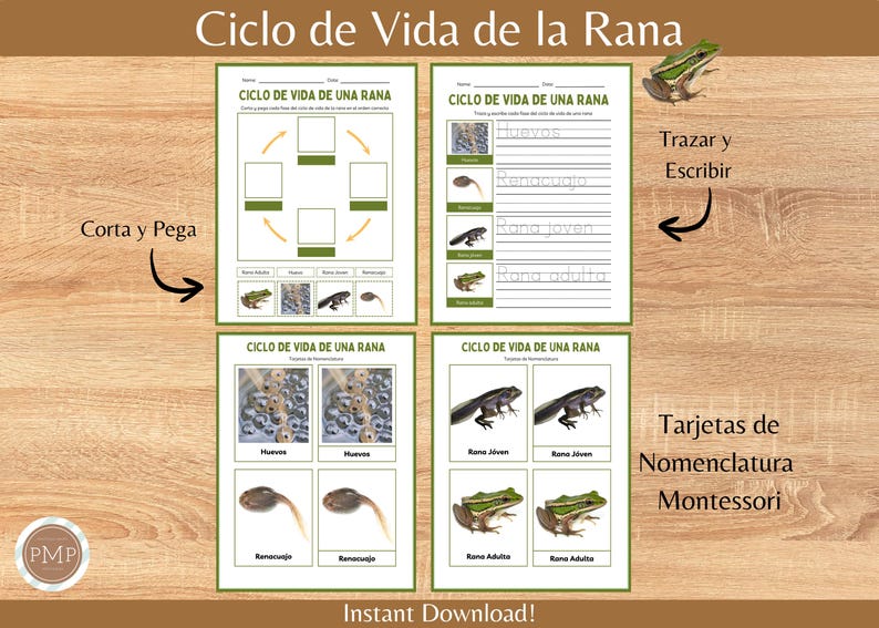 Spanish Frog Life Cycle Printable: Montessori Homeschool Science ...