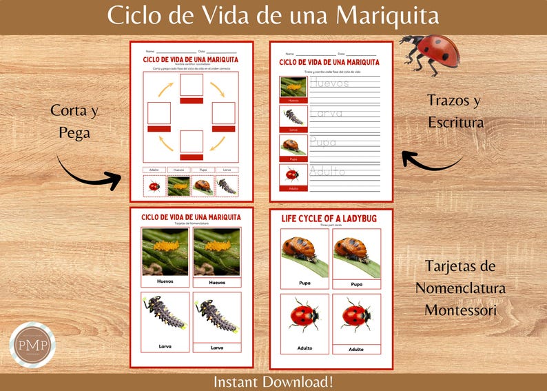 SPANISH - Ladybug Life Cycle Printable: Homeschool Science Materials ...