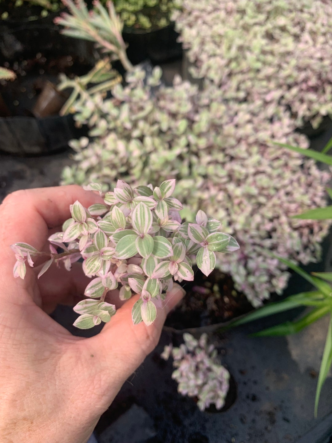 Calissa Repens Pink Panther Turtle Vine Starter Plant - Etsy