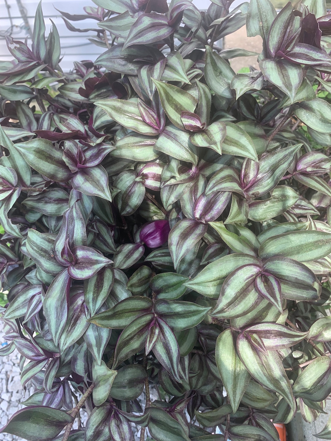 Wandering Jew Cutting, Varigated, Purple Jew, 2 Cuttings - Etsy