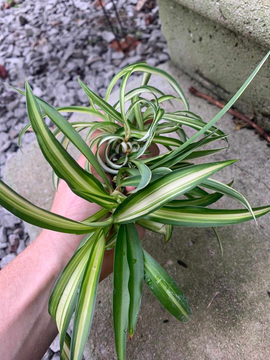 6 Spider Plant Small Babys 3 Varieties 2 of Each Curly,reverse ...