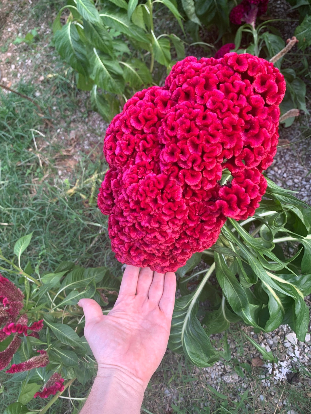 Heirloom Giant Cockscomb Seeds (100) - Etsy