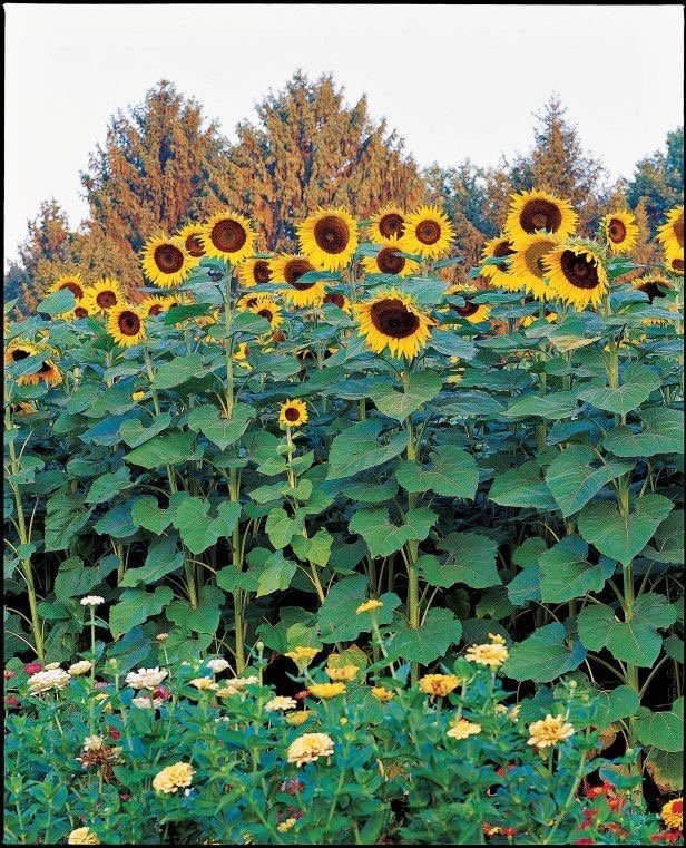 20 Striped Super Tall SUNFLOWER GIANT Rare Seeds Mammoth - Etsy