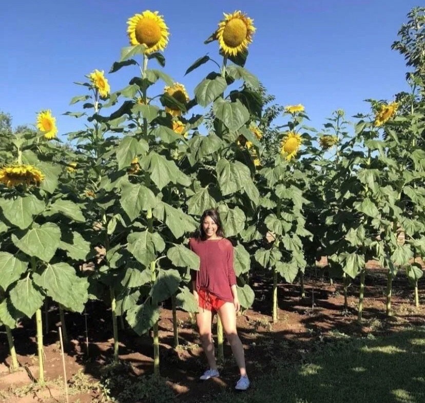 20 Striped Super Tall SUNFLOWER GIANT Rare Seeds Mammoth - Etsy