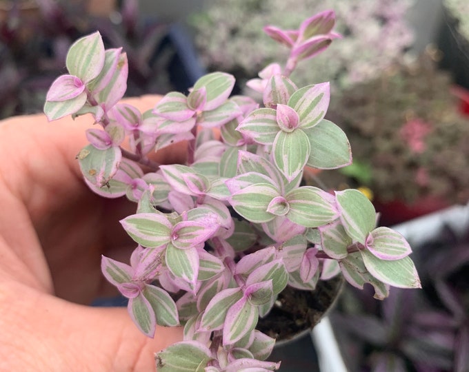 Calissa Repens Pink Panther Turtle Vine - Etsy