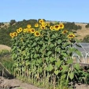 20 Striped Super Tall SUNFLOWER GIANT Rare Seeds Mammoth - Etsy