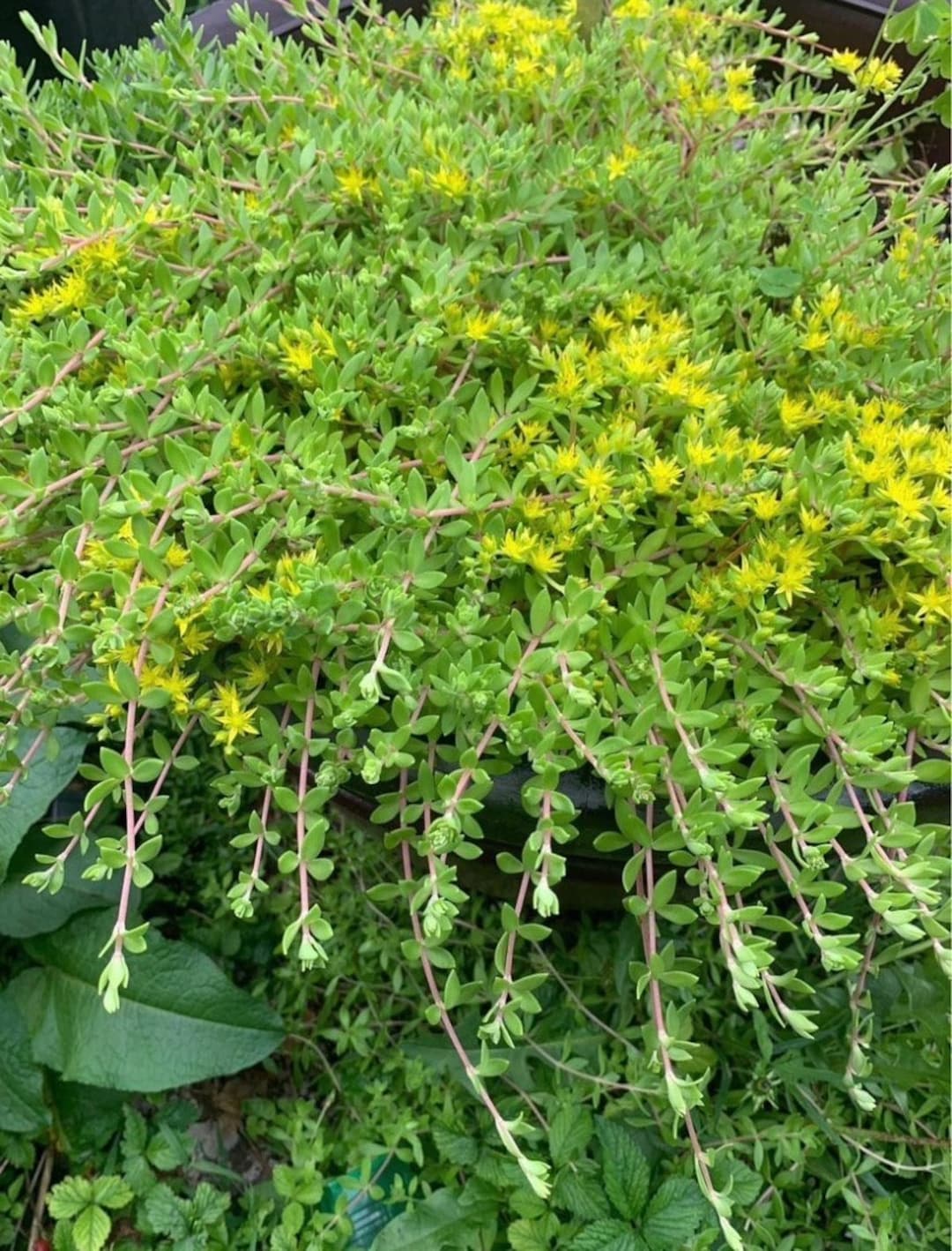 5 Cuttings Old Fashioned Sedum Vine Gold Moss Stone Crop Star Sedum - Etsy
