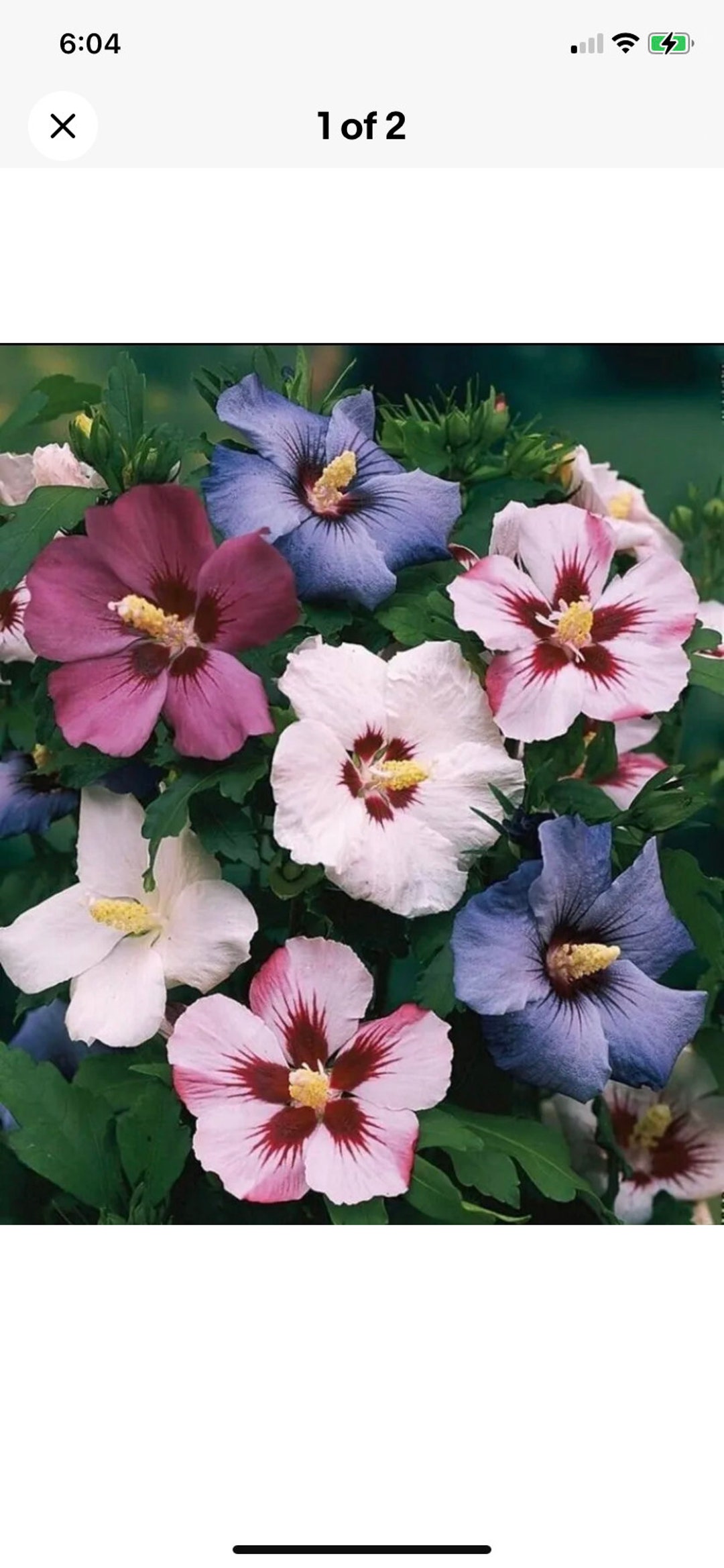 25 Mixed Colors ROSE of SHARON HIBISCUS Syriacus Flower Tree Bush Seeds ...
