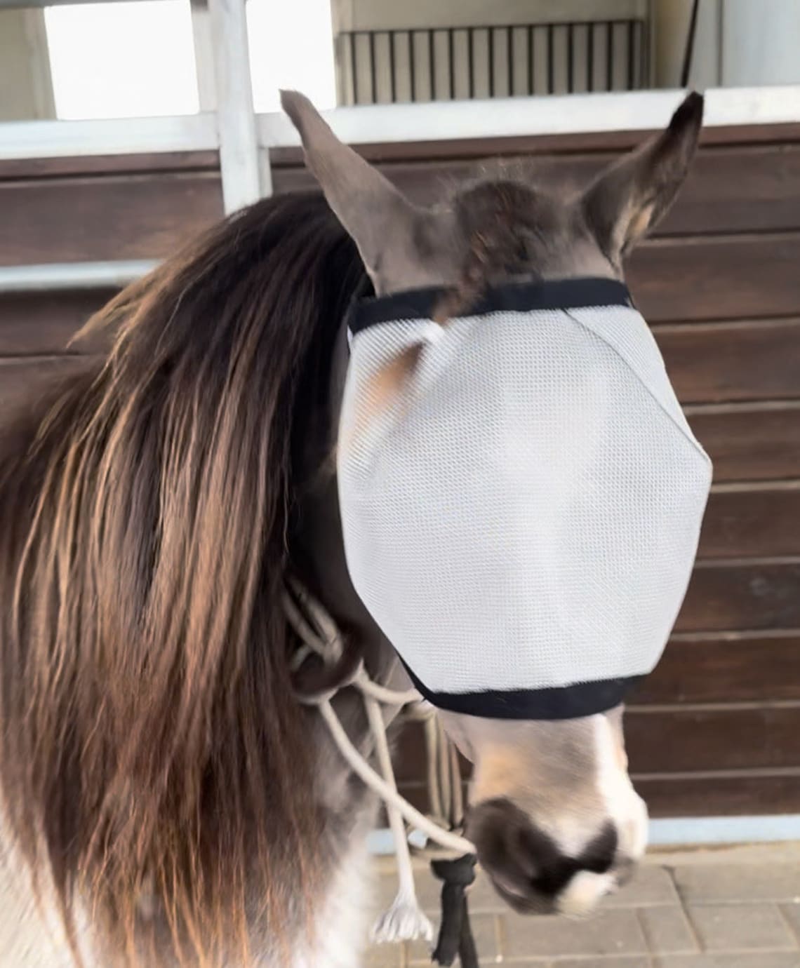 X-SPAND® Miniature Horse Fly Mask! Patented Lycra Jaw! so Comfortable ...