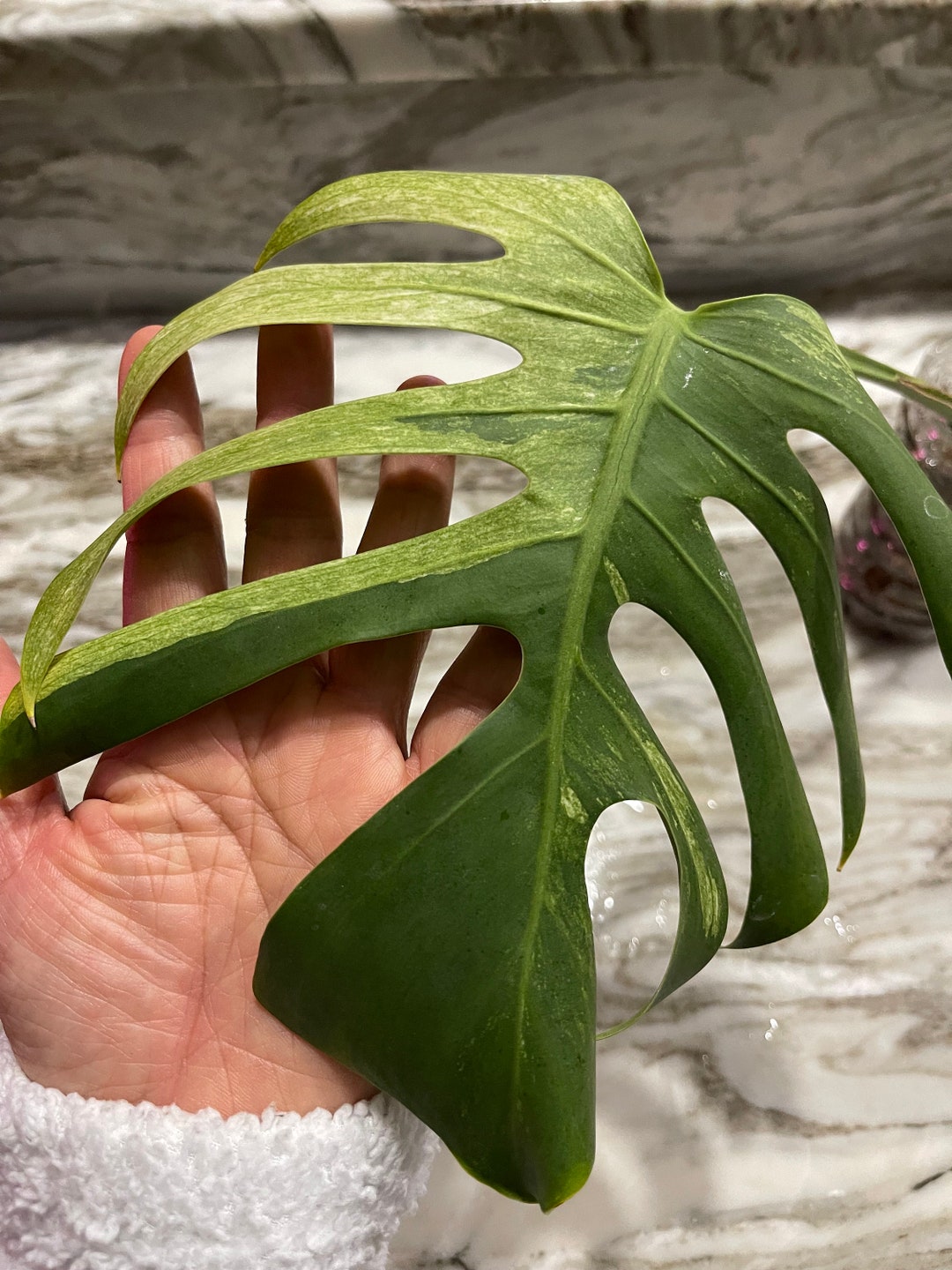 Monstera Mint NOID - Etsy