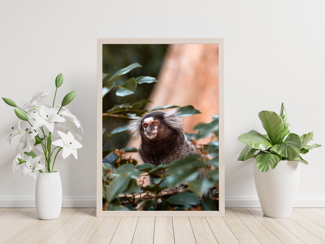 Marmoset Monkey | Monkey Wall Art, Wildlife Canvas, Brazil Poster ...