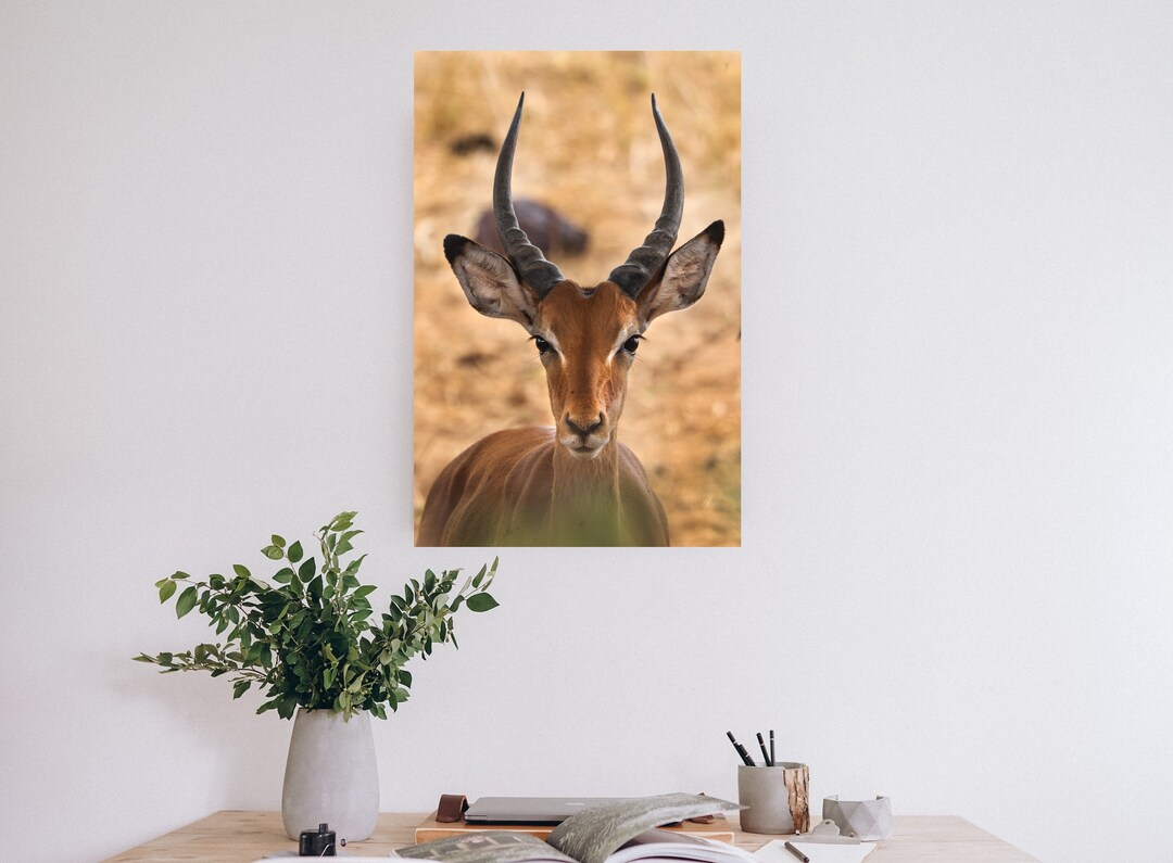 Antelope Poster - Etsy