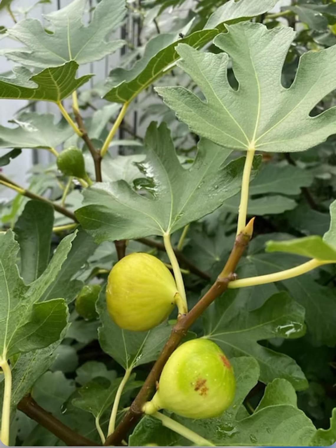 Fresh Ischia Golden Fig Tree Cuttings – Unrooted Hardwood Cuttings for ...