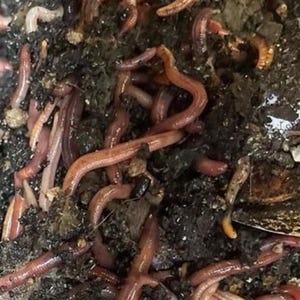 RM Gardens Composters Red Wigglers - Etsy
