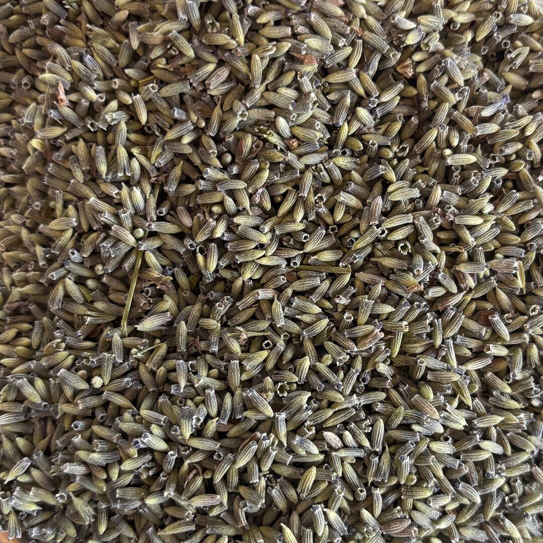 Lavender Buds – Calming & Protective Ritual Herb for Spellwork, Dreams ...