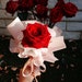 Preserved Red Single Rose Bouquet Which Can Last at Least 3 Years the ...