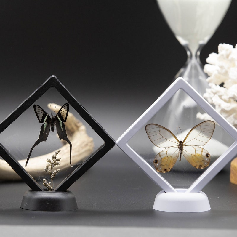 Framed Butterflies - Etsy