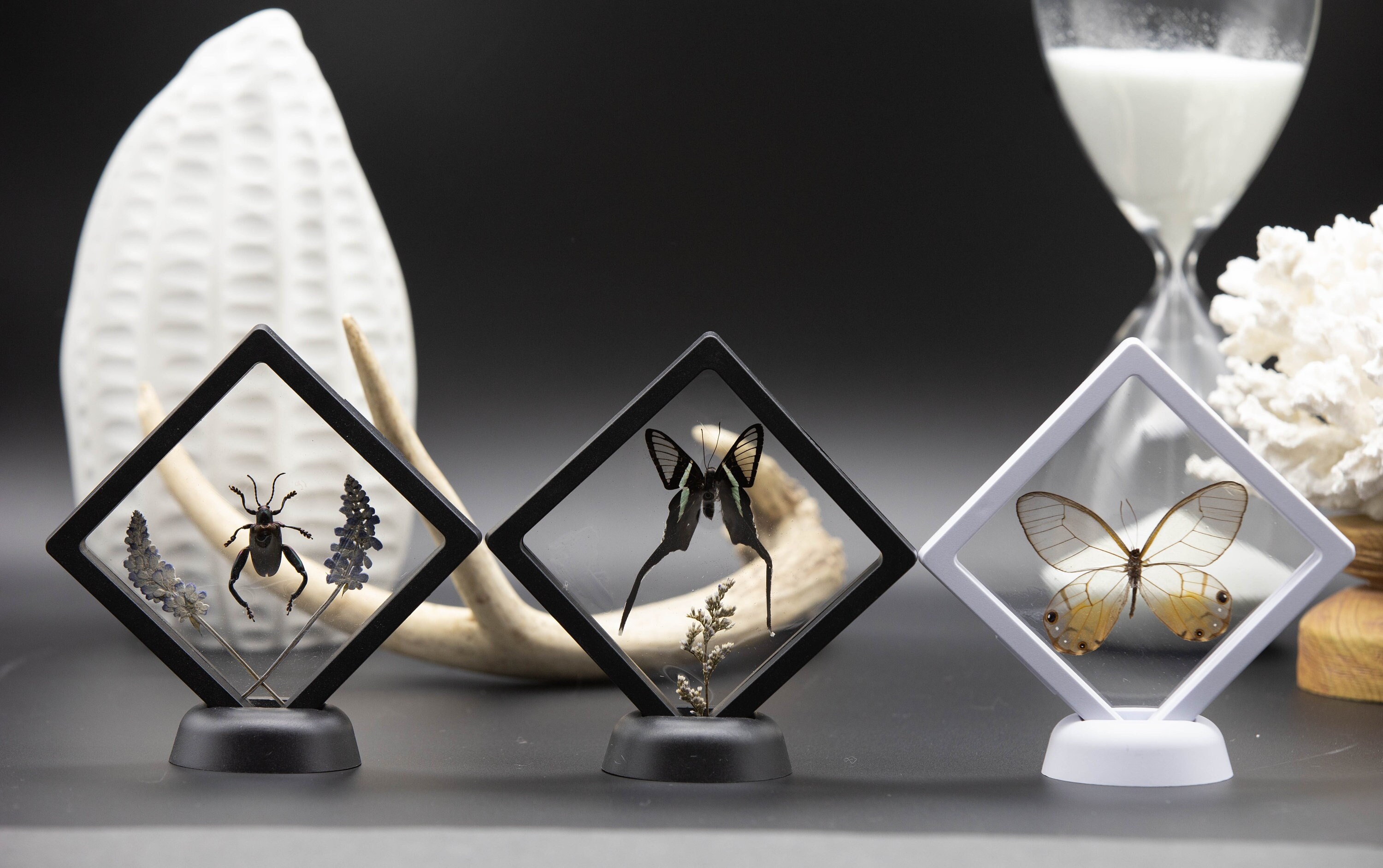 Real Butterfly in a 3D Floating Frame - Etsy