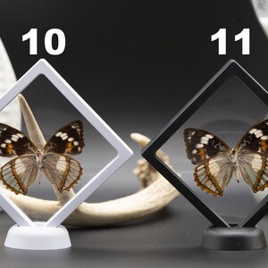 Real Butterfly in a 3D Floating Frame - Etsy