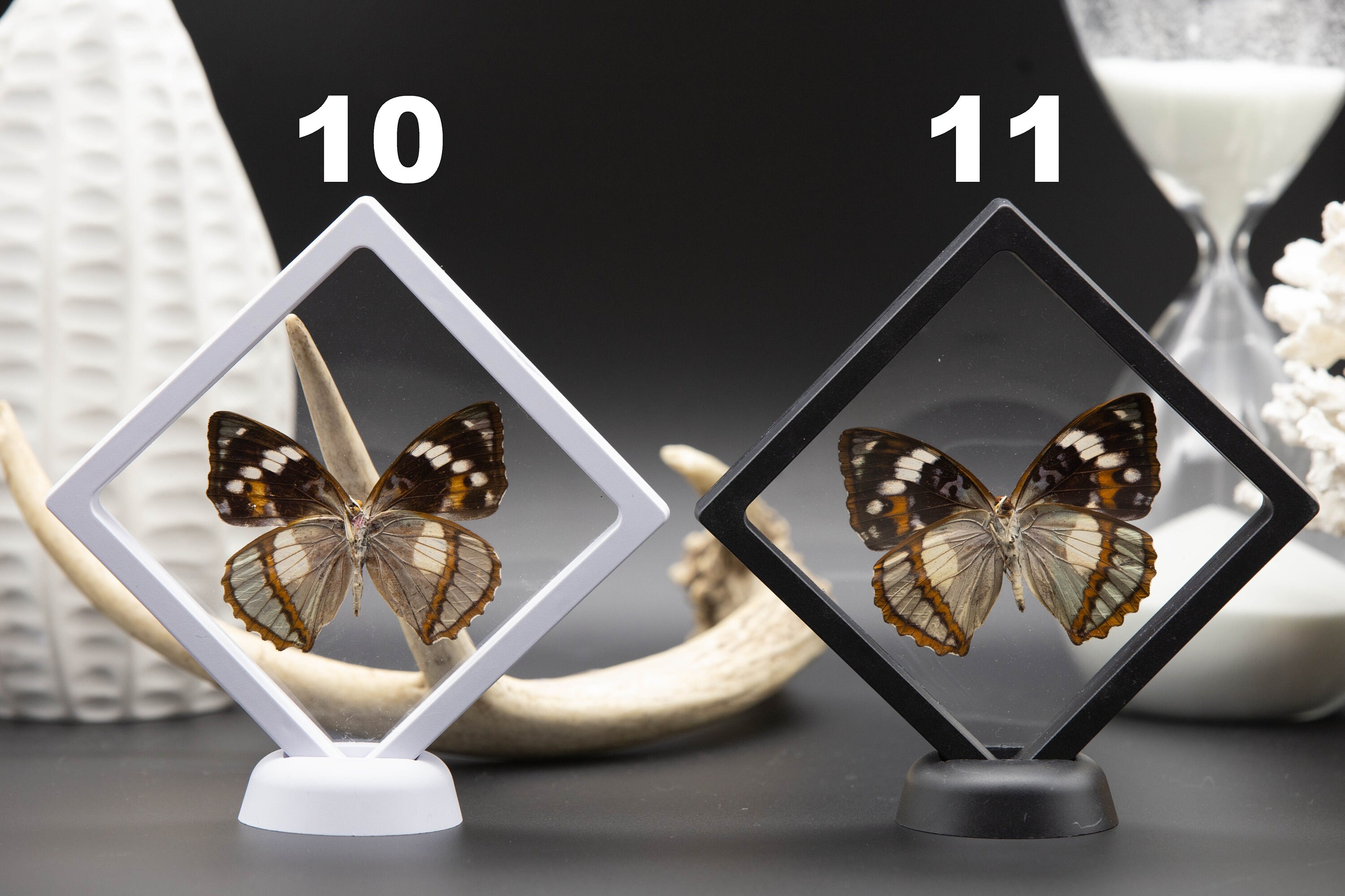 Real Butterfly in a 3D Floating Frame - Etsy