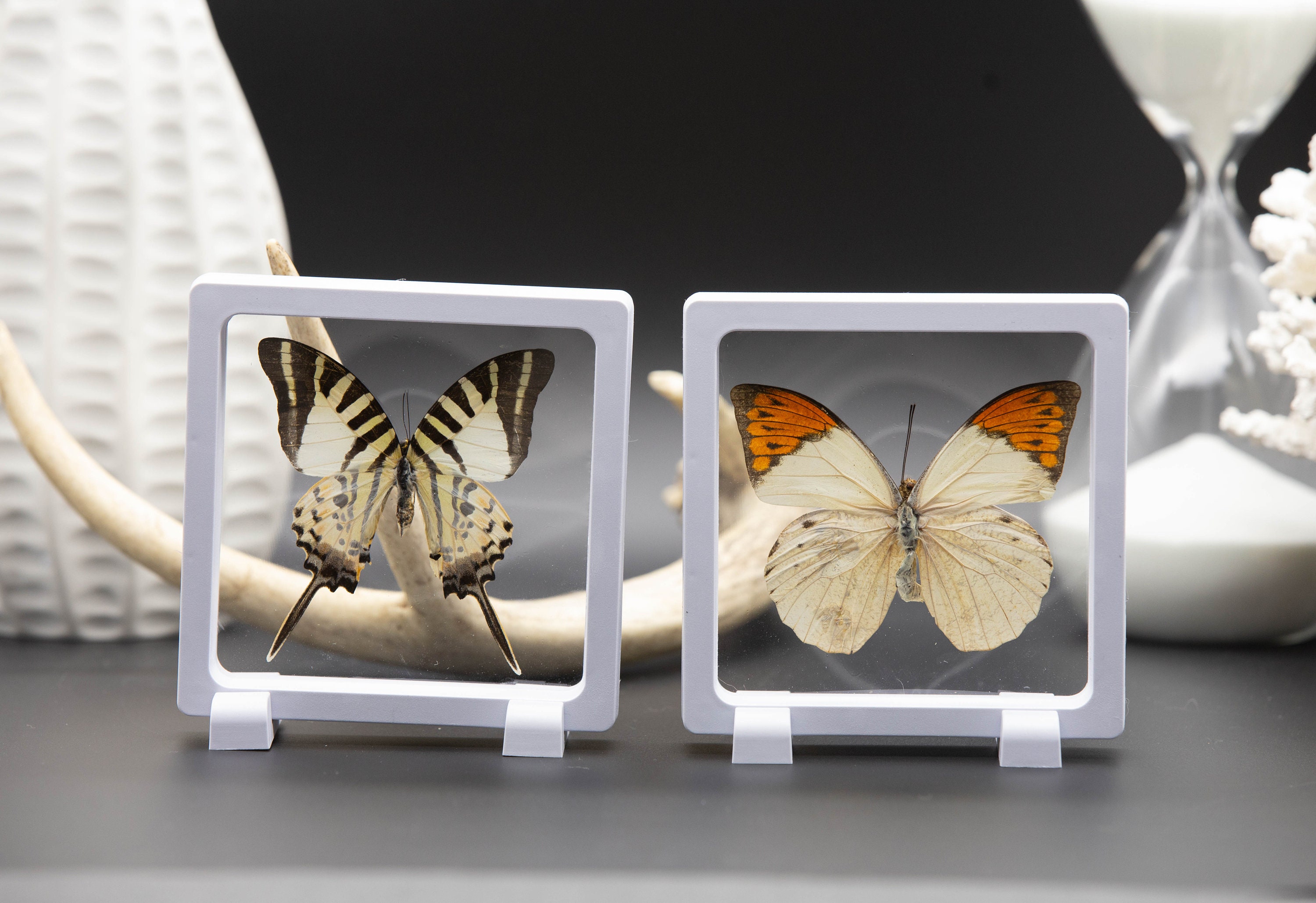 Real Butterfly in a 3D Floating Frame - Etsy