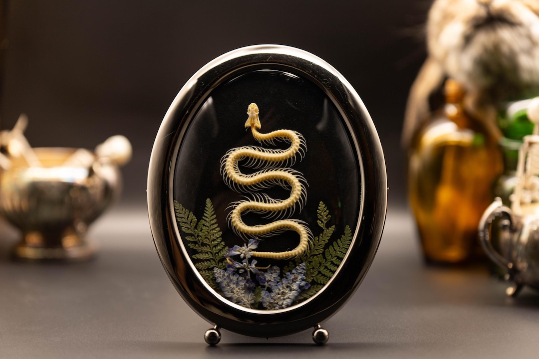 Real Snake Skeleton in Vintage Oval Frame - Etsy